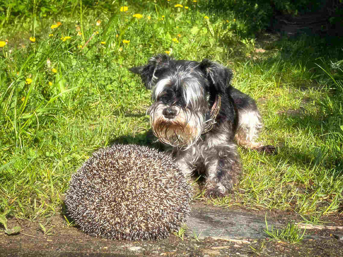 Ciekawostki o jeżach – dla dzieci i nie tylko
