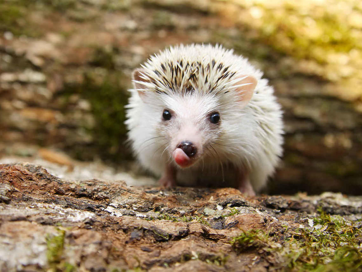 Ciekawostki o jeżach – dla dzieci i nie tylko