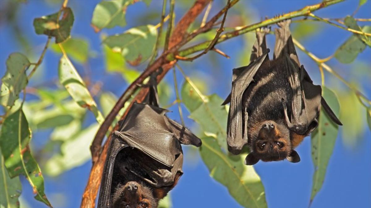 Nietoperz – dom dla nietoperza – film