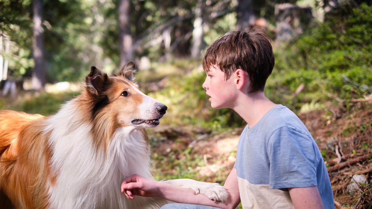 Uwielbiany owczarek collie powraca na duży ekran w filmie „Lassie. Nowe przygody”!