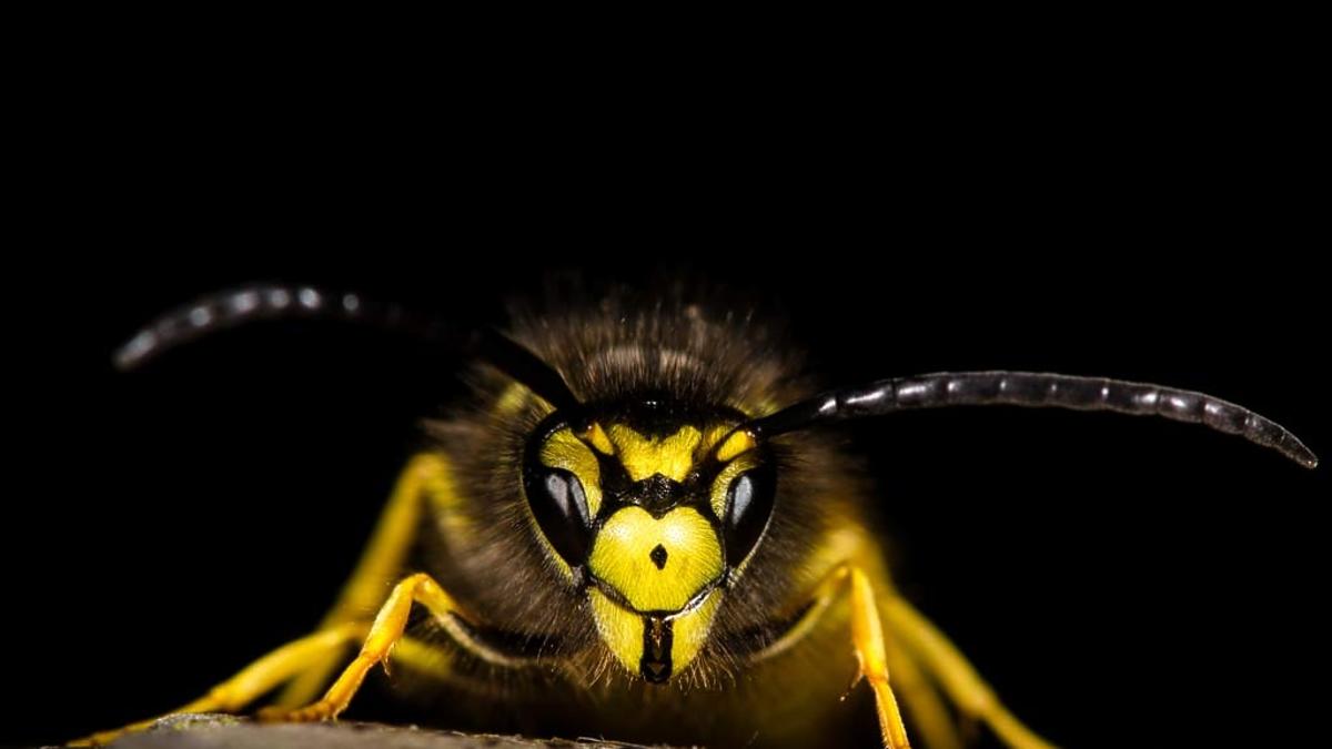 Osa przeznaczenia - czytaj felieton Rafała Witka